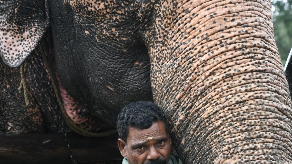 The men who shaped Murthy, the elephant at Mudumalai…