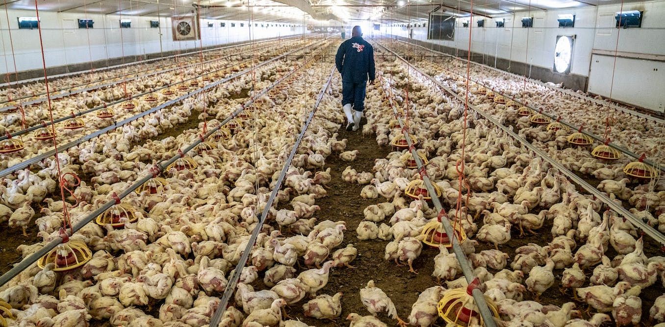 Bird flu in South Africa: expert explains what's…