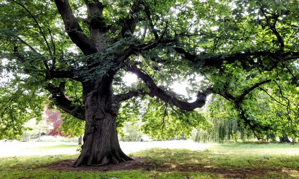 The Guardian view on protecting trees: planting is a…