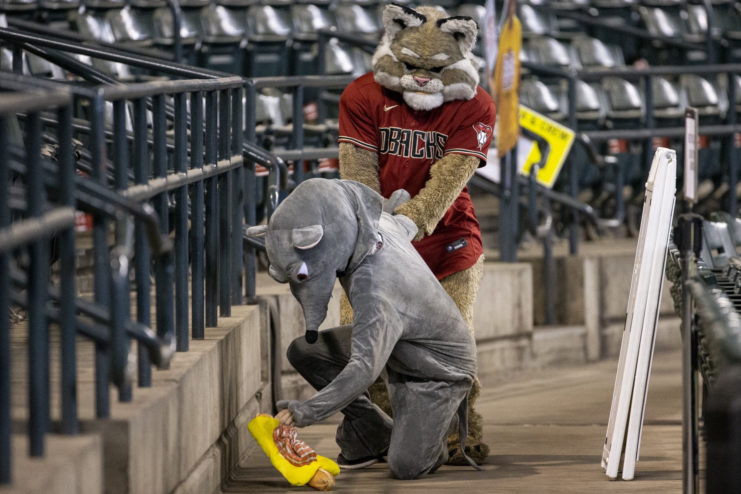 Why the Diamondbacks’ mascot is a bobcat and not a…