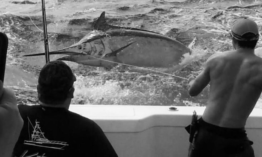 Shark tagger offers blunt response to catch of giant…