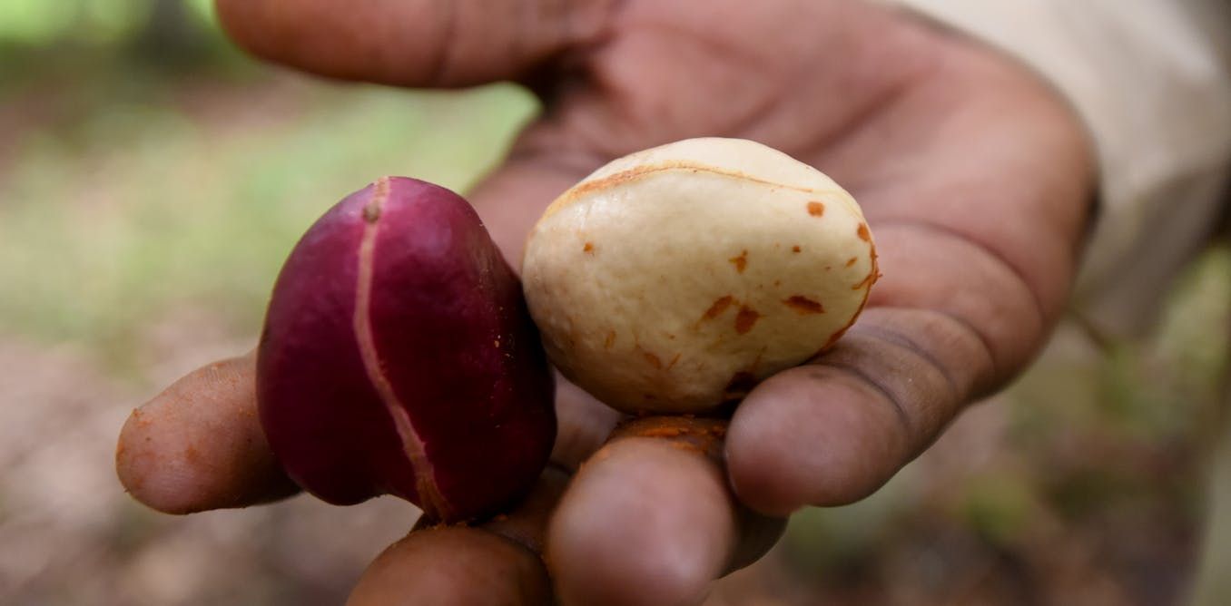 Kola nut: from nanofertiliser to protecting metals…