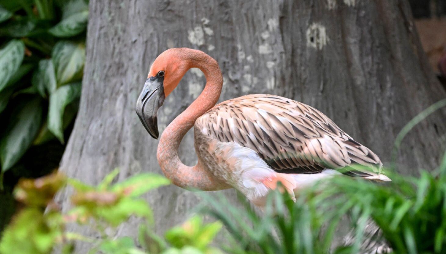 In the pink (almost): Two flamingo chicks win names in…