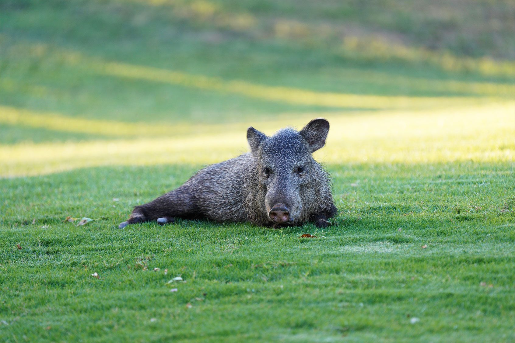 On the javelina golf course guerillas