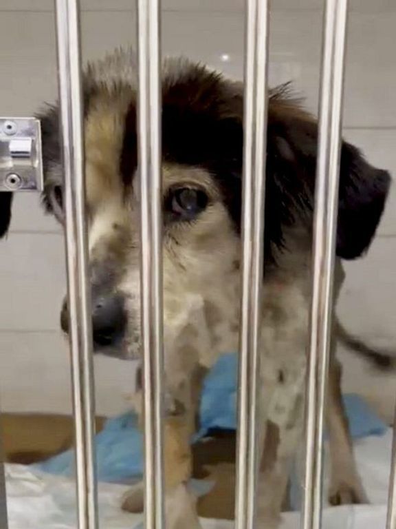 Resilient Dog Rescued From Floods And Bombing Finds…