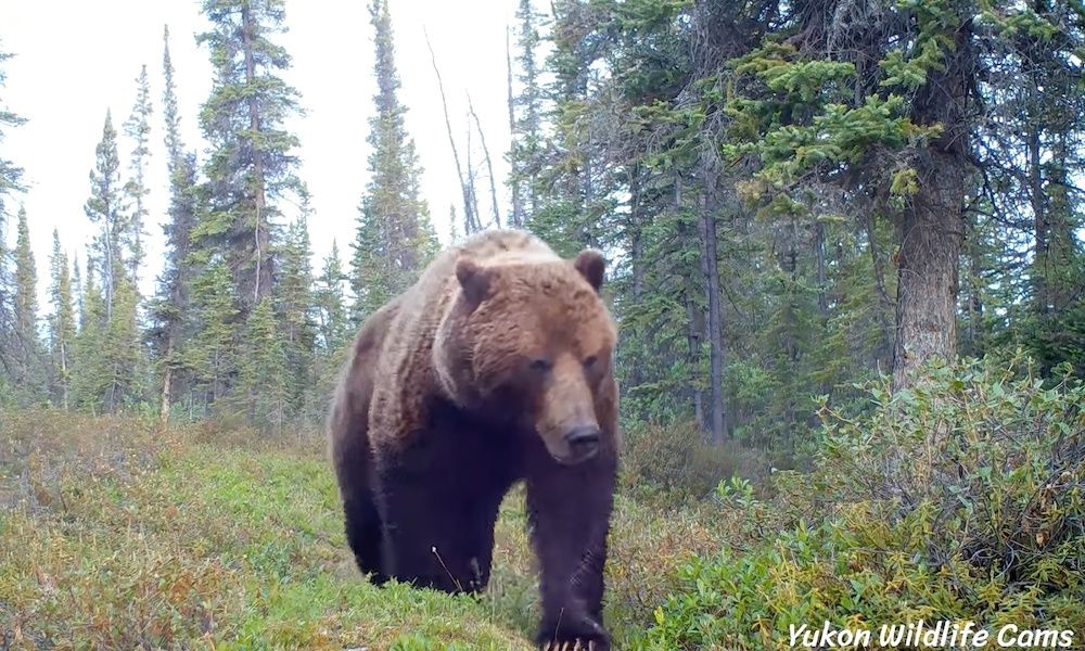 Trail-cam operator reveals grizzly bear ‘near…