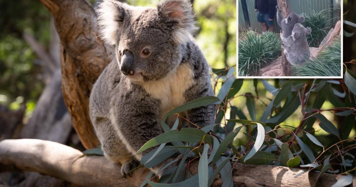 'A bit confronting, but very exciting': koala mating…