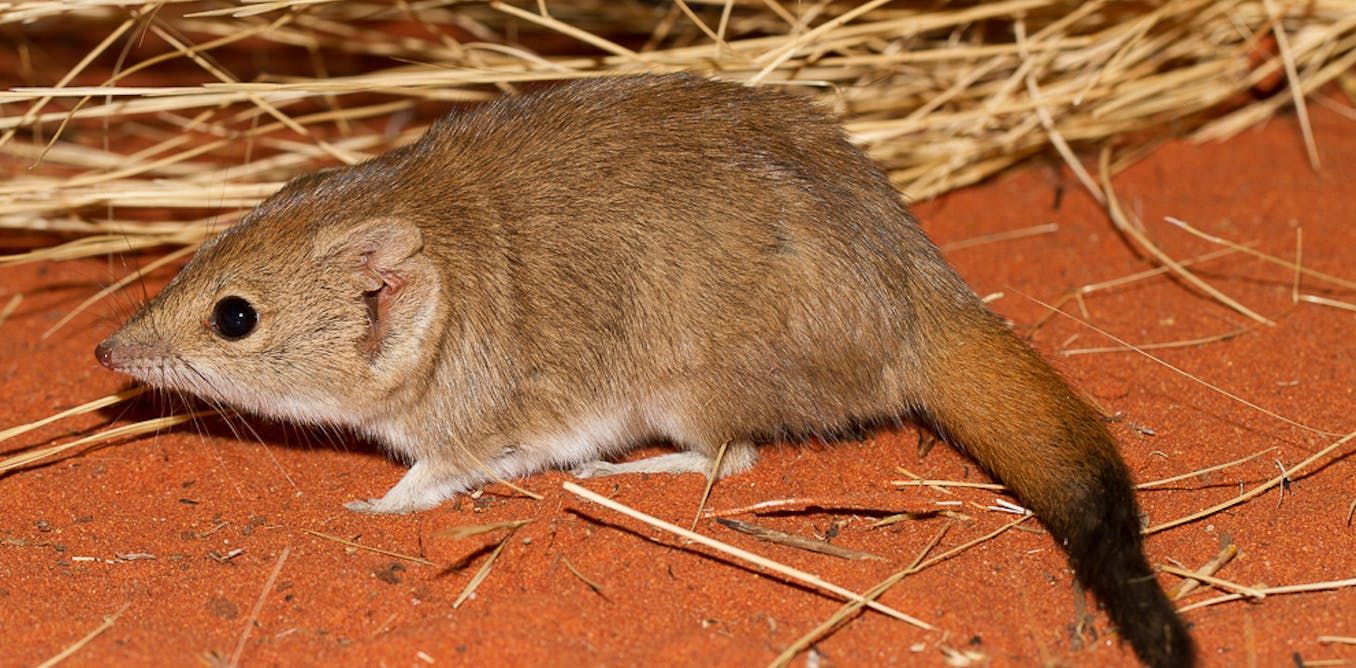We discovered three new species of marsupial.…