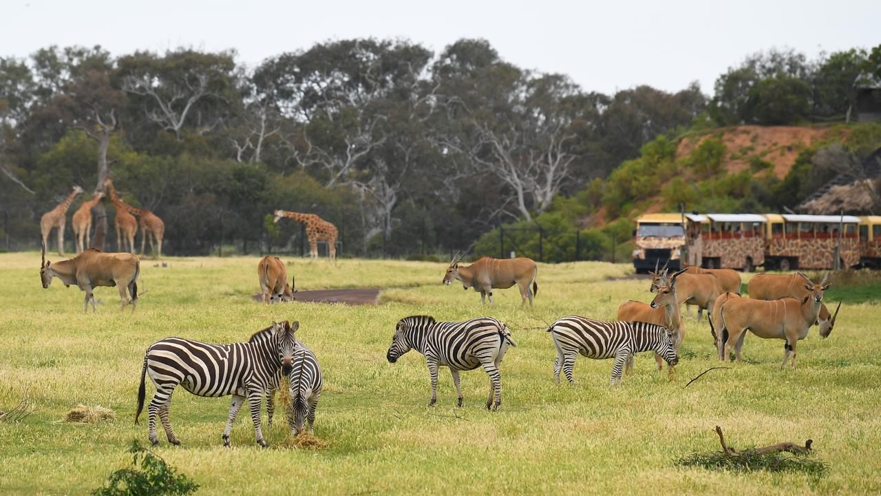 Zebra and fish deaths highlight perils for zoo animals