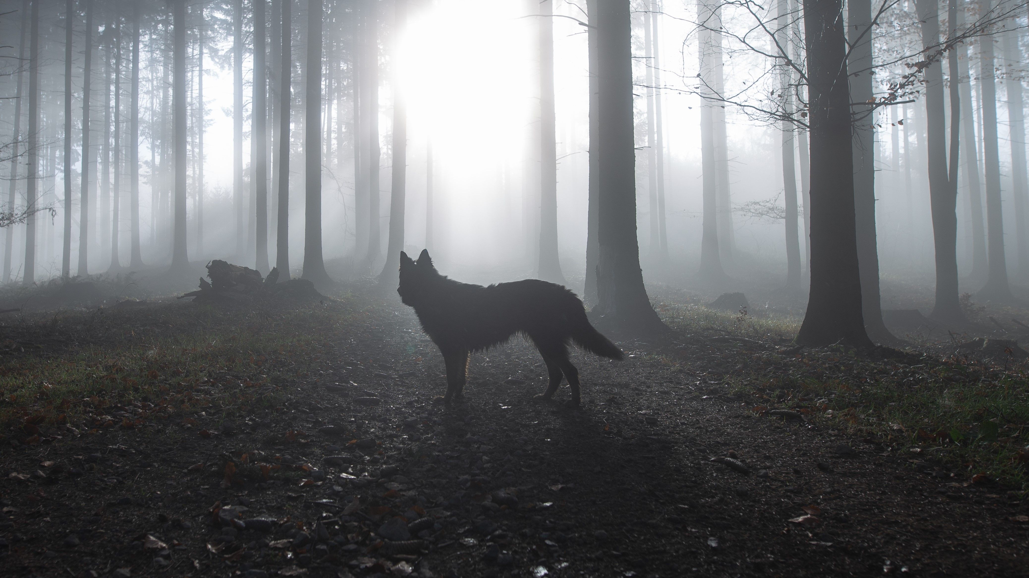 The scariest animals to encounter on a hike (and how…