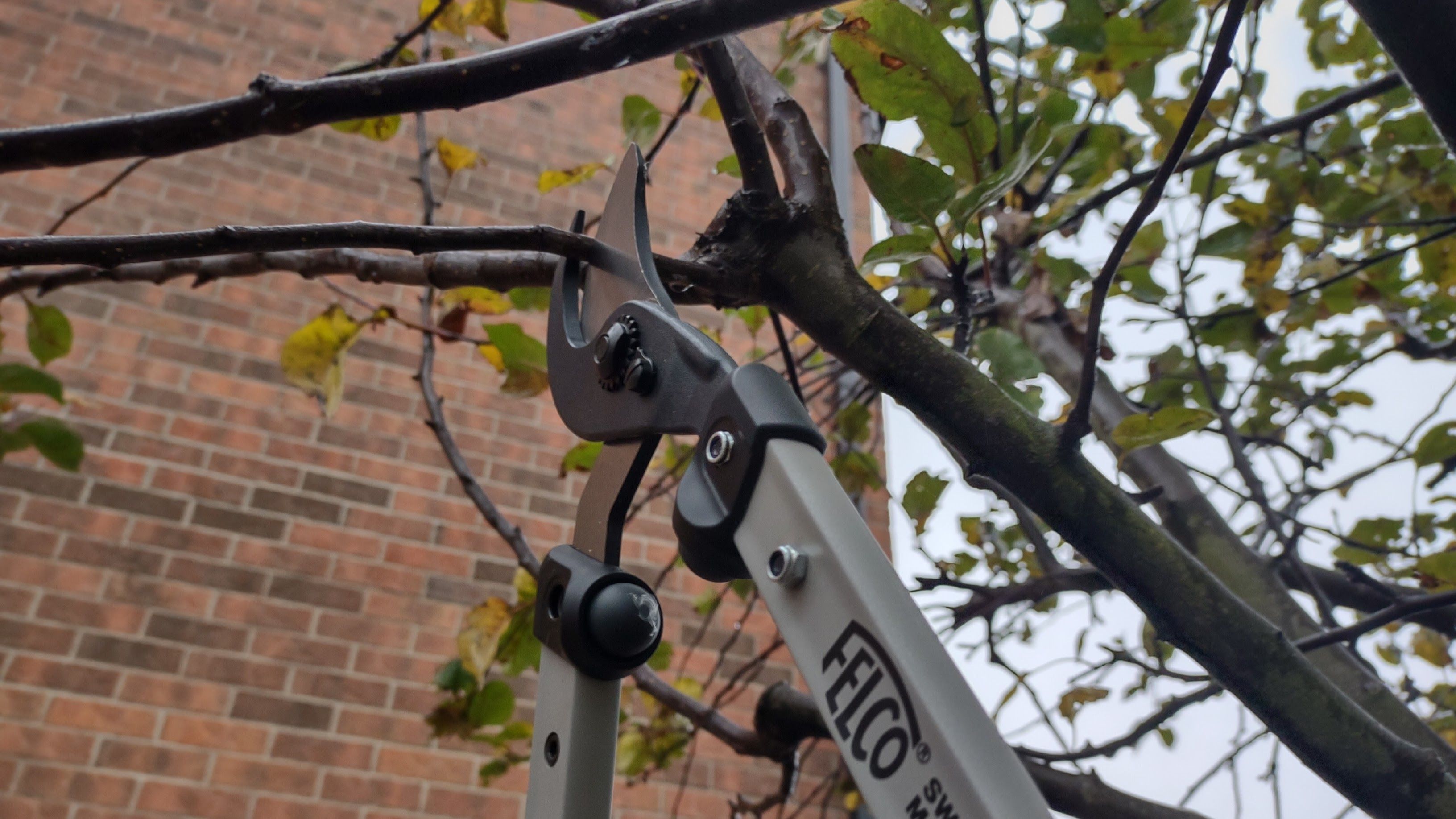 How to prune a tree: A step-by-step guide to…