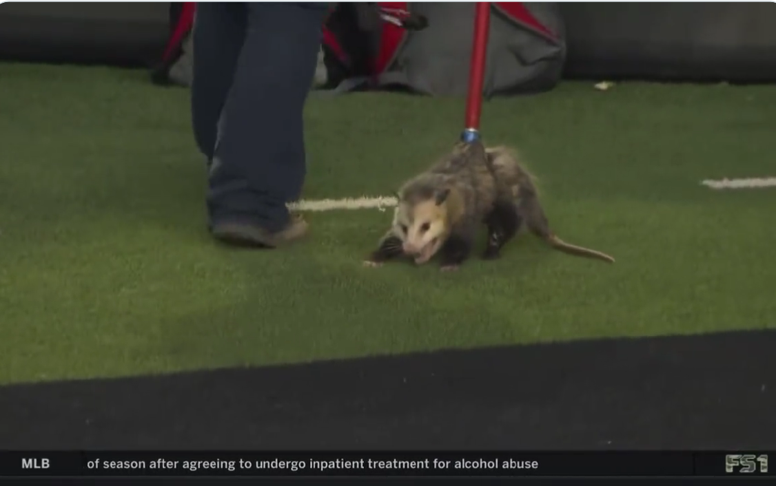 A possum was wrongly detained after running on the…