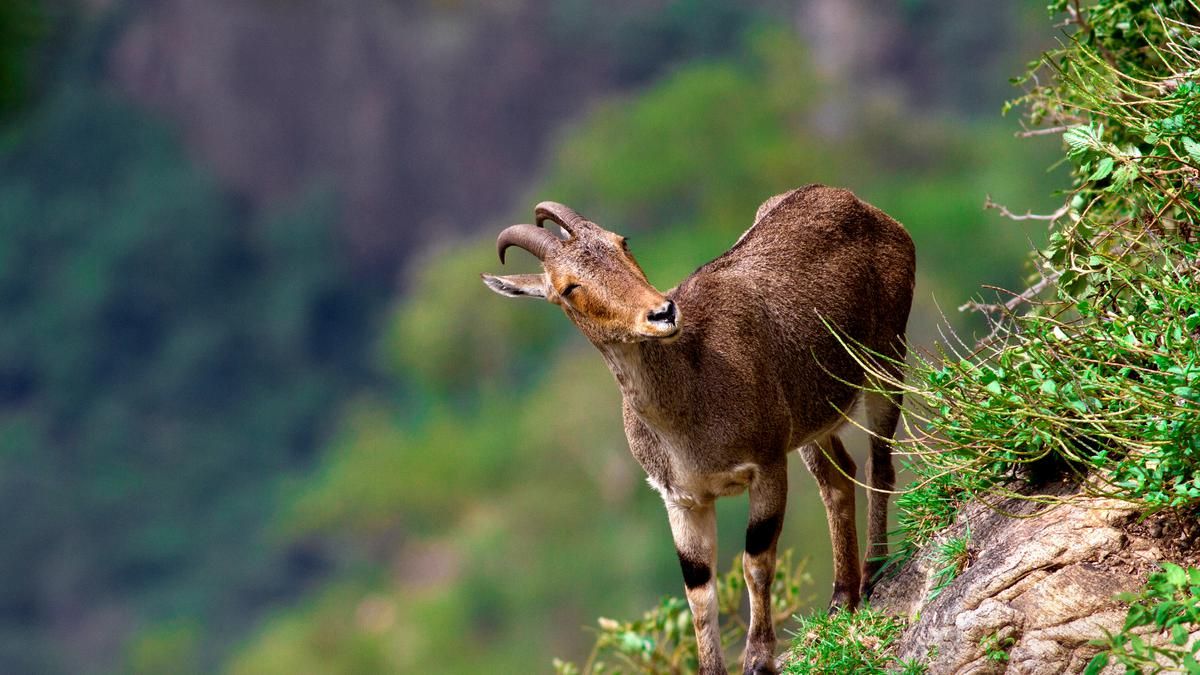 Understanding the Nilgiri tahr: Scientists all set to…