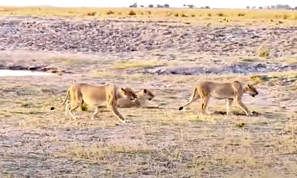 Watch lions go from ‘lazily walking to laser-focused…