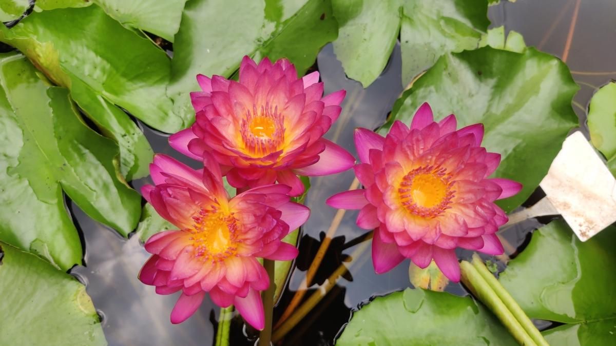 Waterlily hybridizer is first woman in Kerala to be…