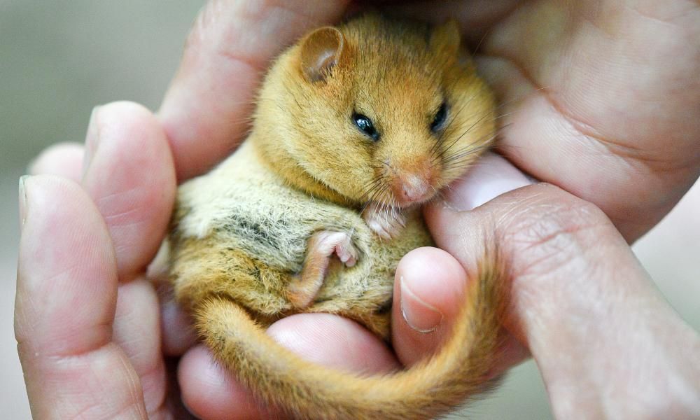 Hazel dormice becoming endangered in UK amid 70%…