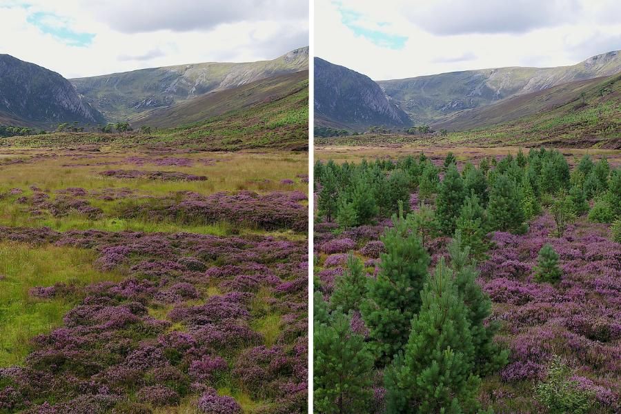 'Globally unique' Scottish pinewood restoration…