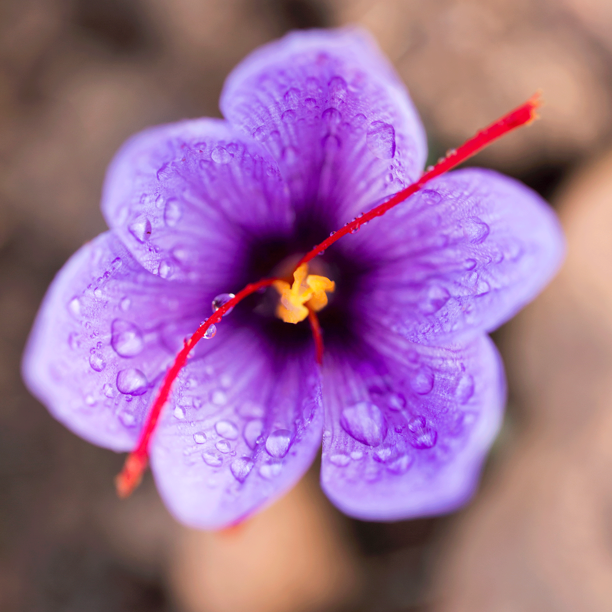 How to grow crocus sativus - expert advice on how to…