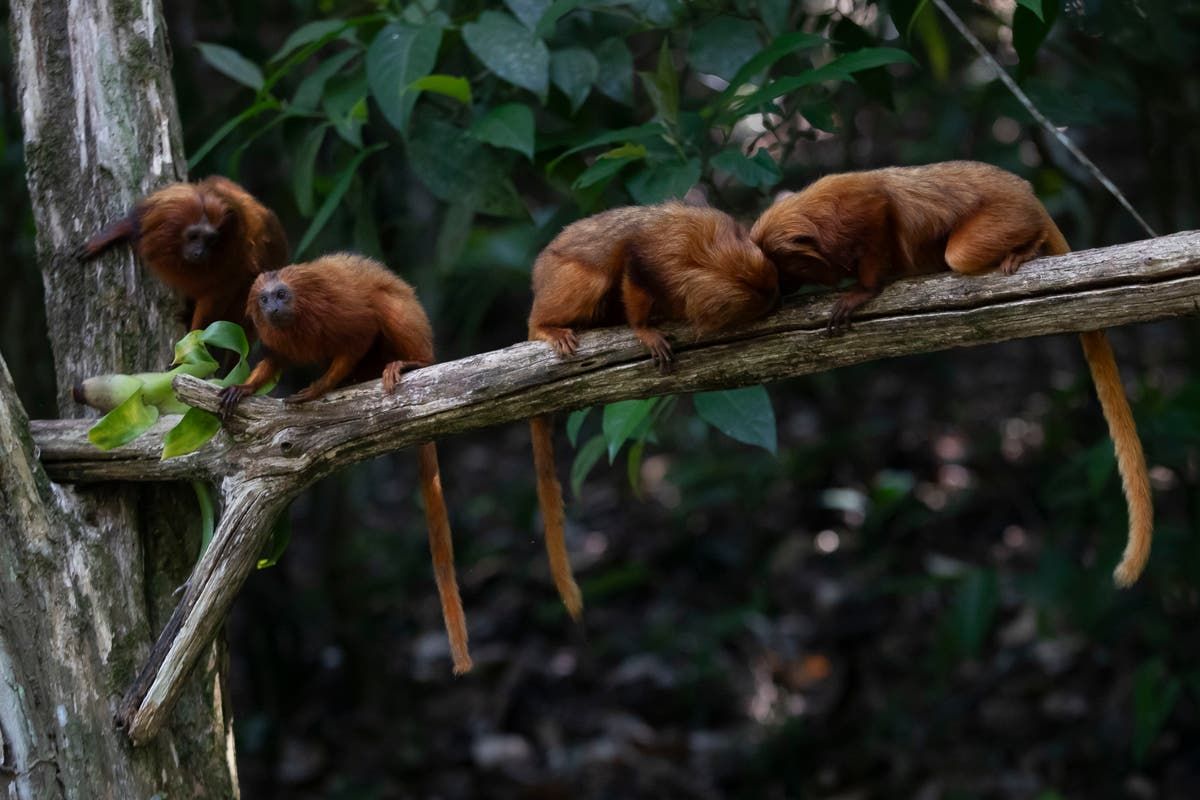 Saving Brazil's golden monkey, one green corridor at a…