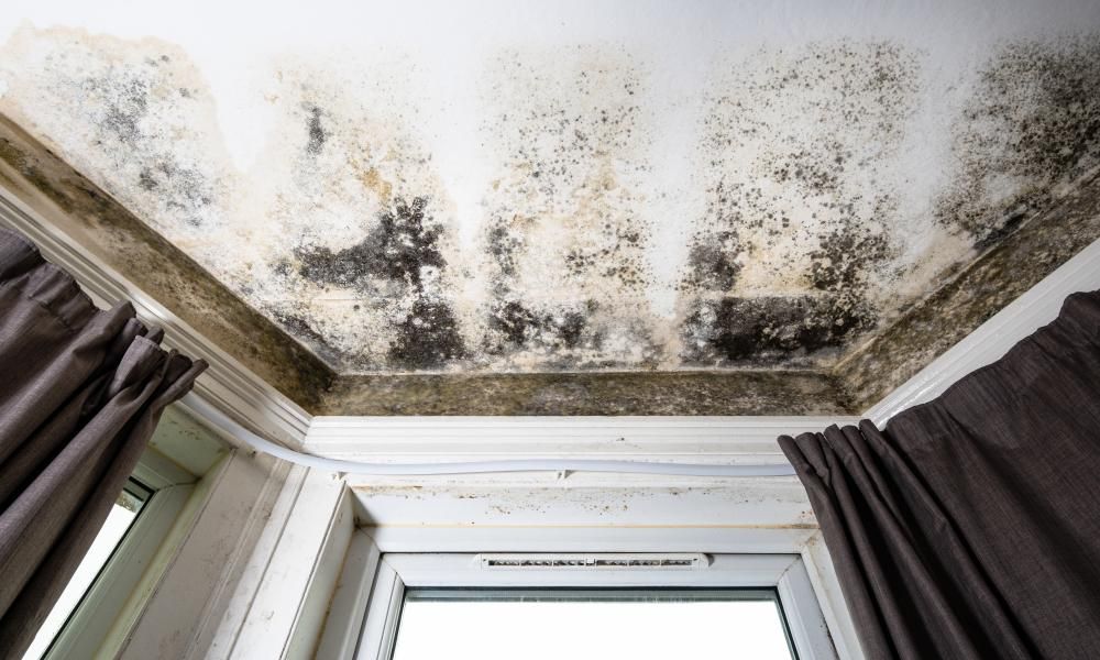 How harmful is damp and mould in UK homes and who is…