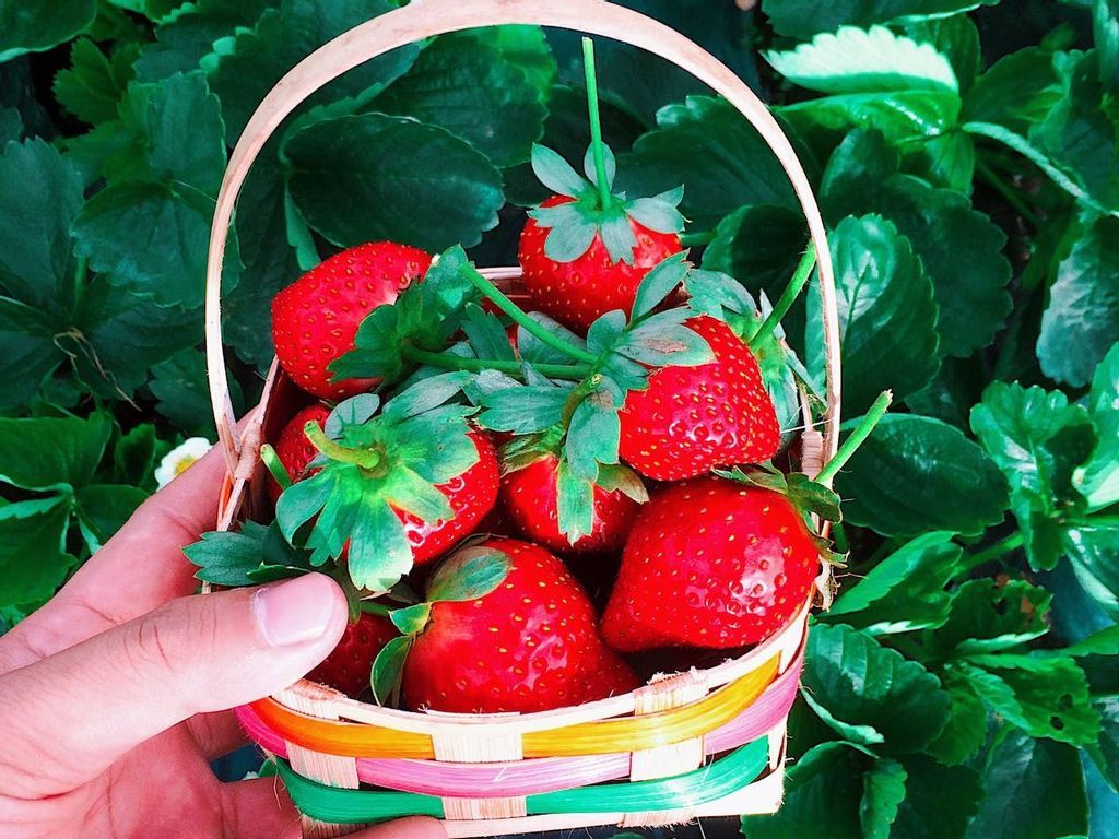 Daily Strawberry Consumption May Help Prevent Dementia…