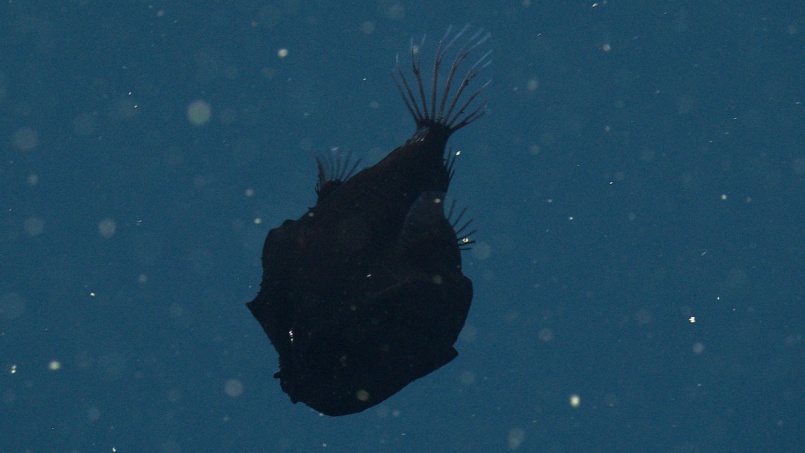 Watch a super-rare dreamer anglerfish with ultra-black…