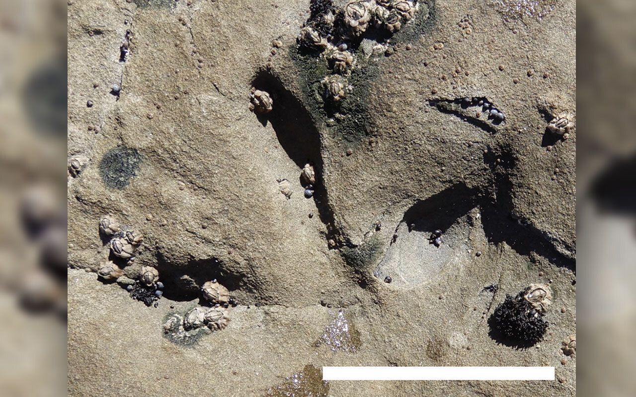 120 million-year-old birds tracks near South Pole are…