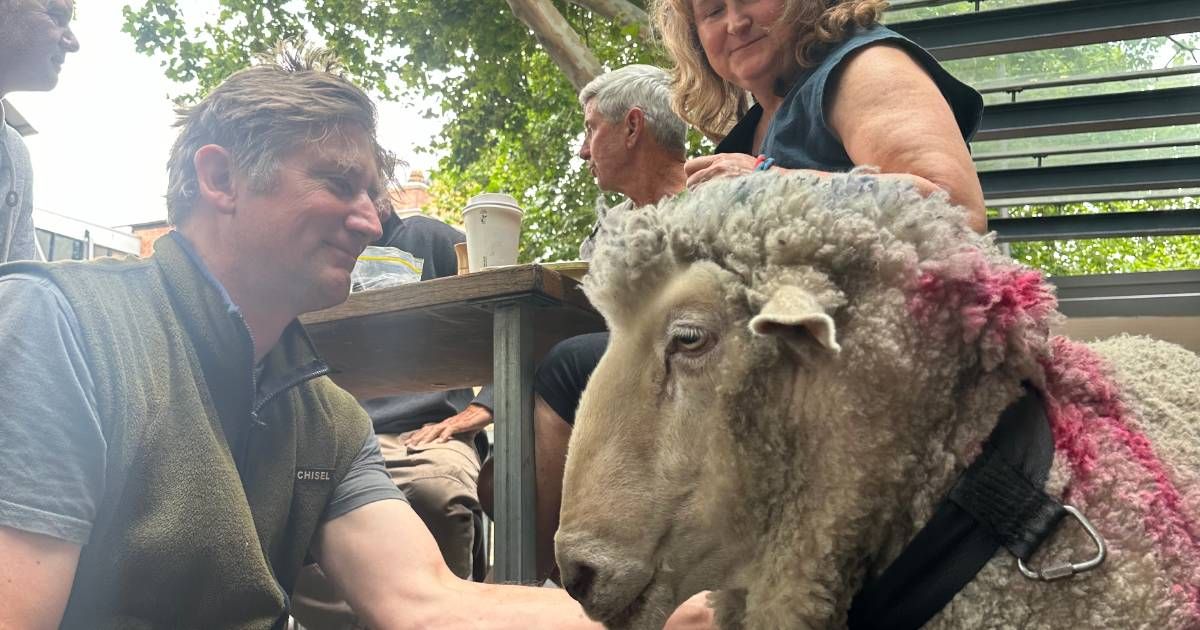 So, a celebrity Newcastle sheep walks into the bahhhh…