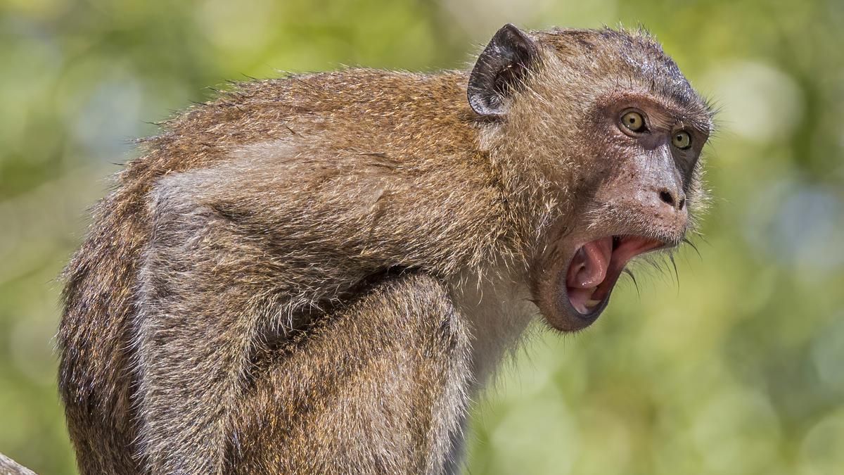 The chimaeras of nature and their promise to grow…