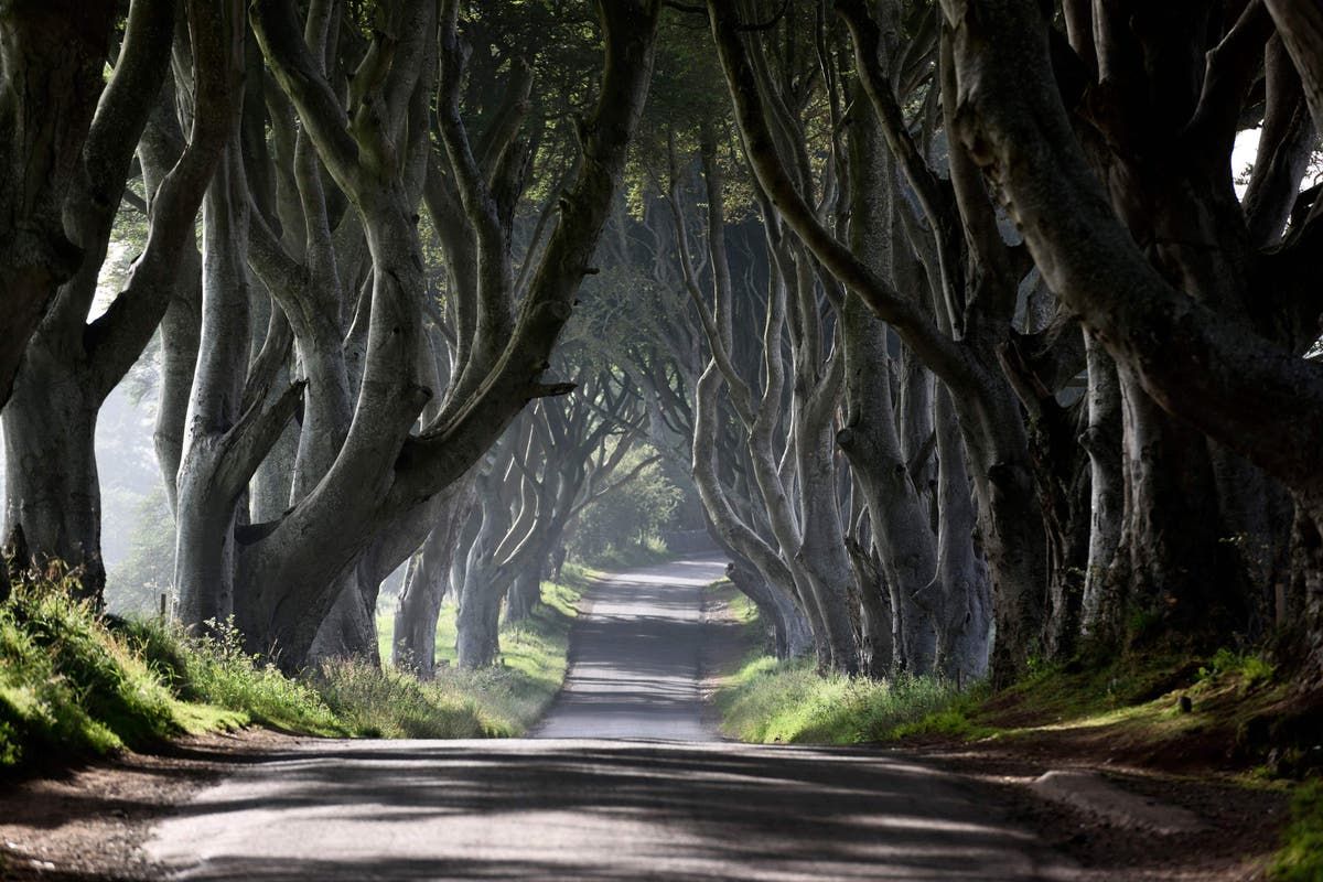 ‘Dangerous’ Dark Hedges trees featured in Game of…
