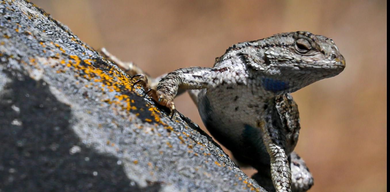 Lizards, fish and other species are evolving with…