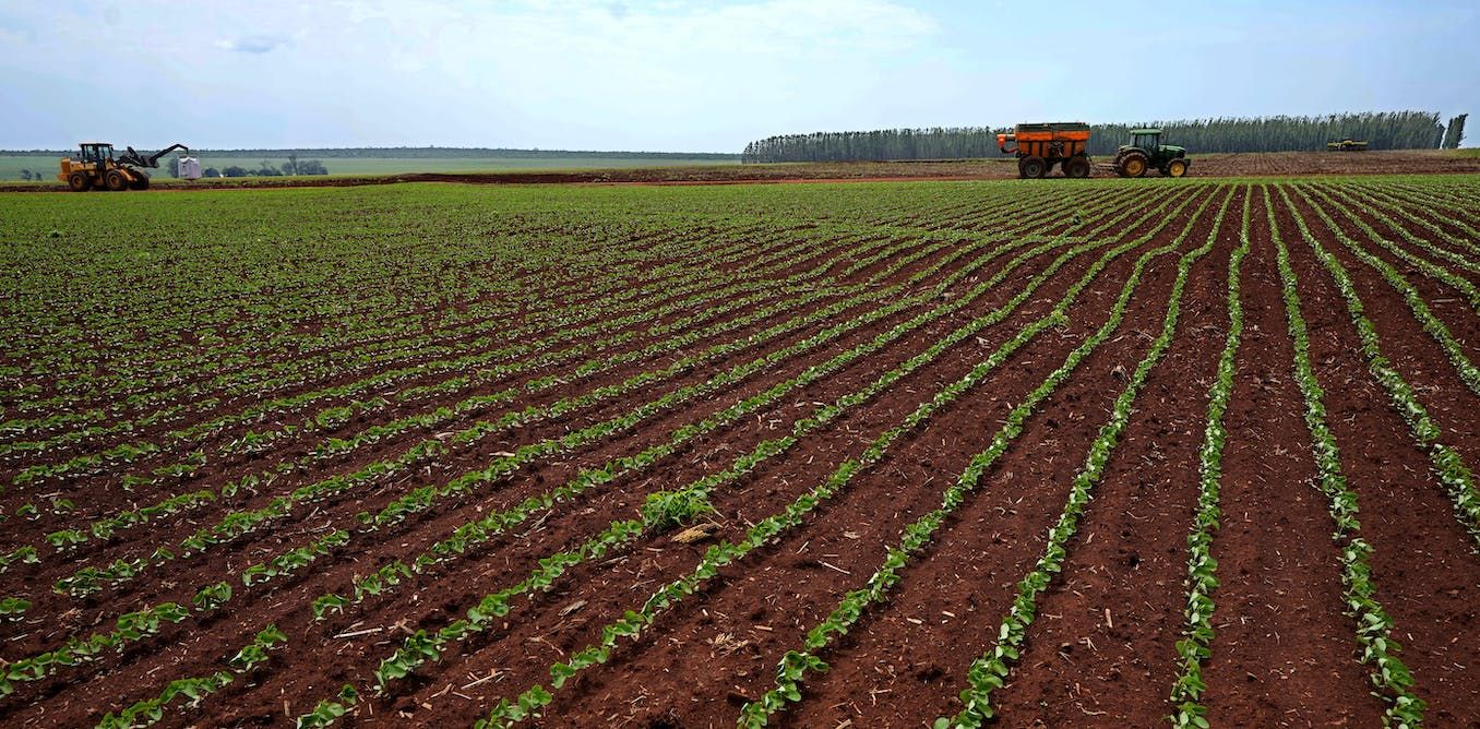 Deforestation jeopardises agribusiness and food…