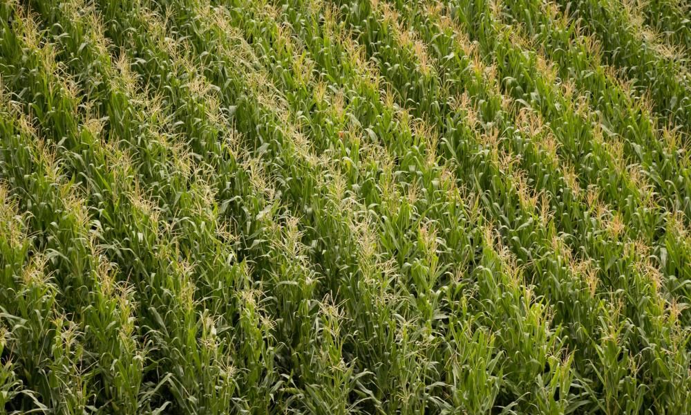 Wildfires gripped Canada last year. Now, US farmers…
