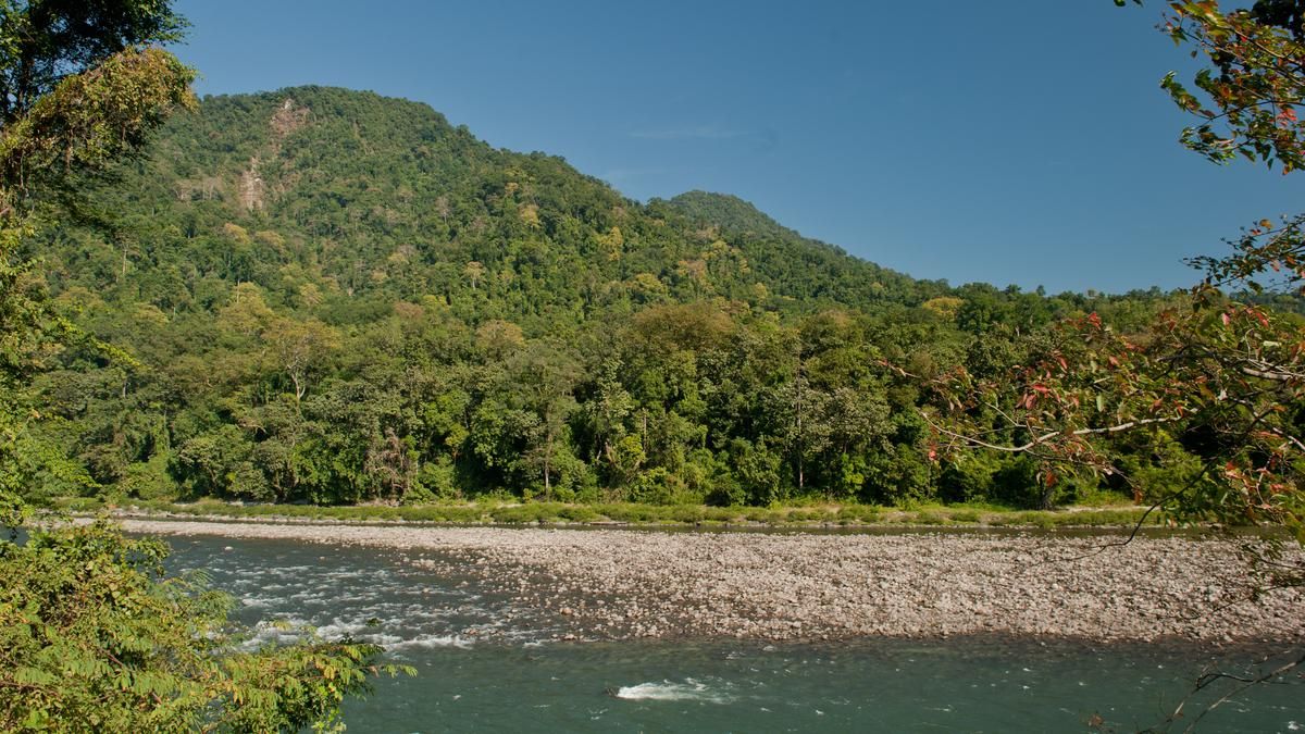 Scientists discover new species of 'music frog' in…