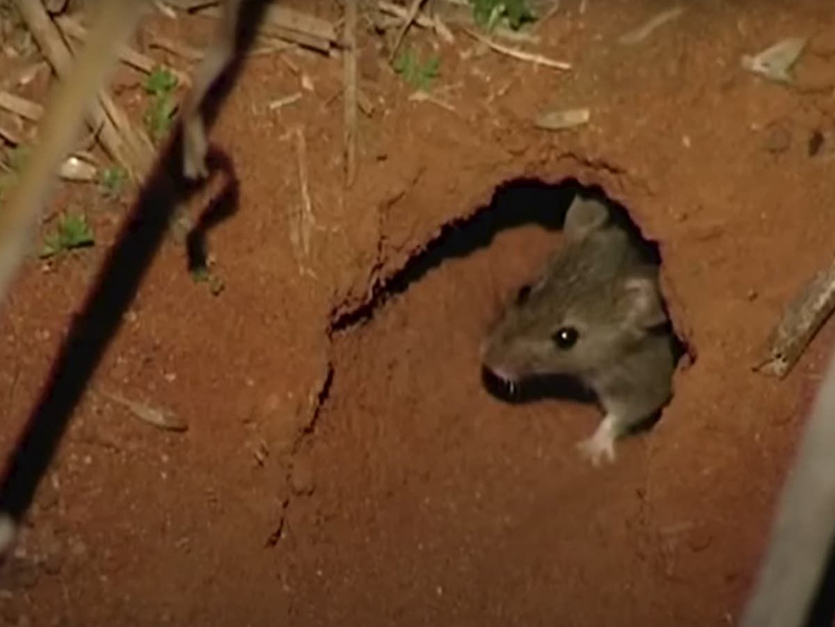Thousands of rats cause havoc in Queensland amid…