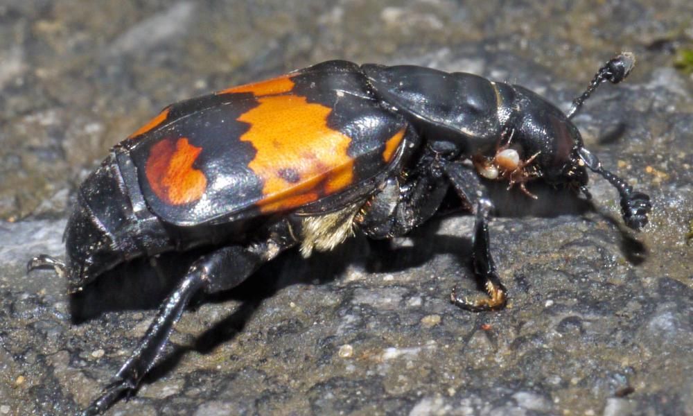 A beetle with a taste for cadavers