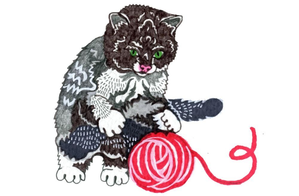 Why do cats like chasing things and is it dark in…