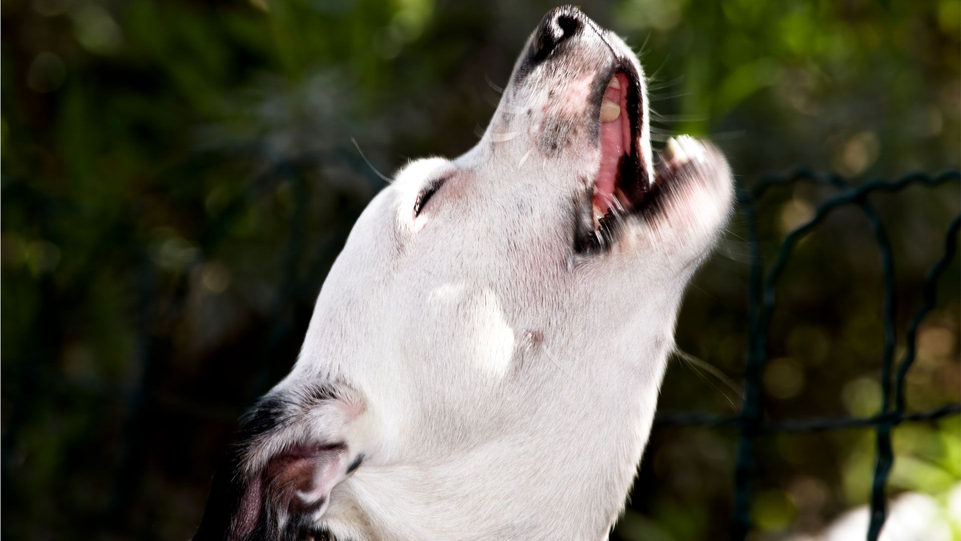 Here are six ways to reduce excessive barking,…