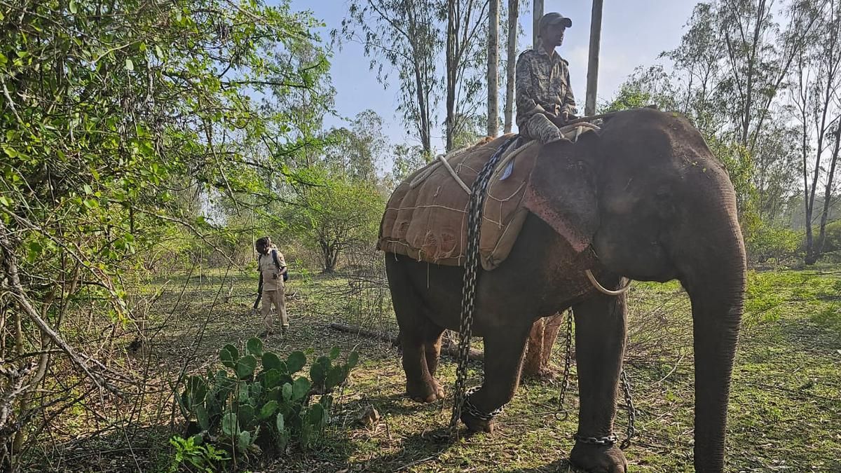 Night combing launched to zero in on the elusive tiger
