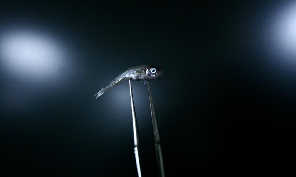 Too little, too late: the desperate search for cod…