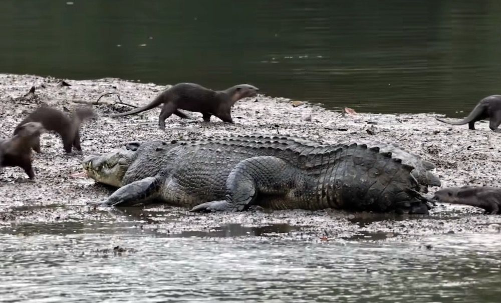 ‘Fearless’ otters appear to be teasing crocodile with…