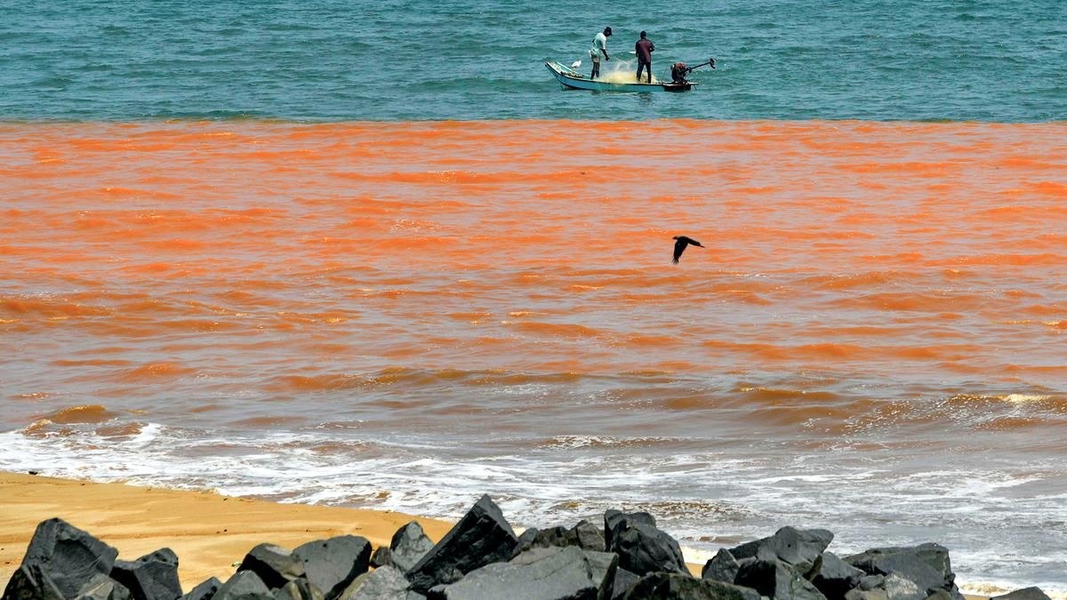 NGT forms panel to analyse cause of sea turning red in…
