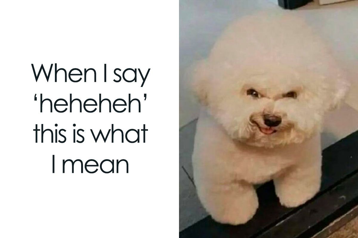 90 Hilarious Spot-On Memes To Make You Giggle, As…