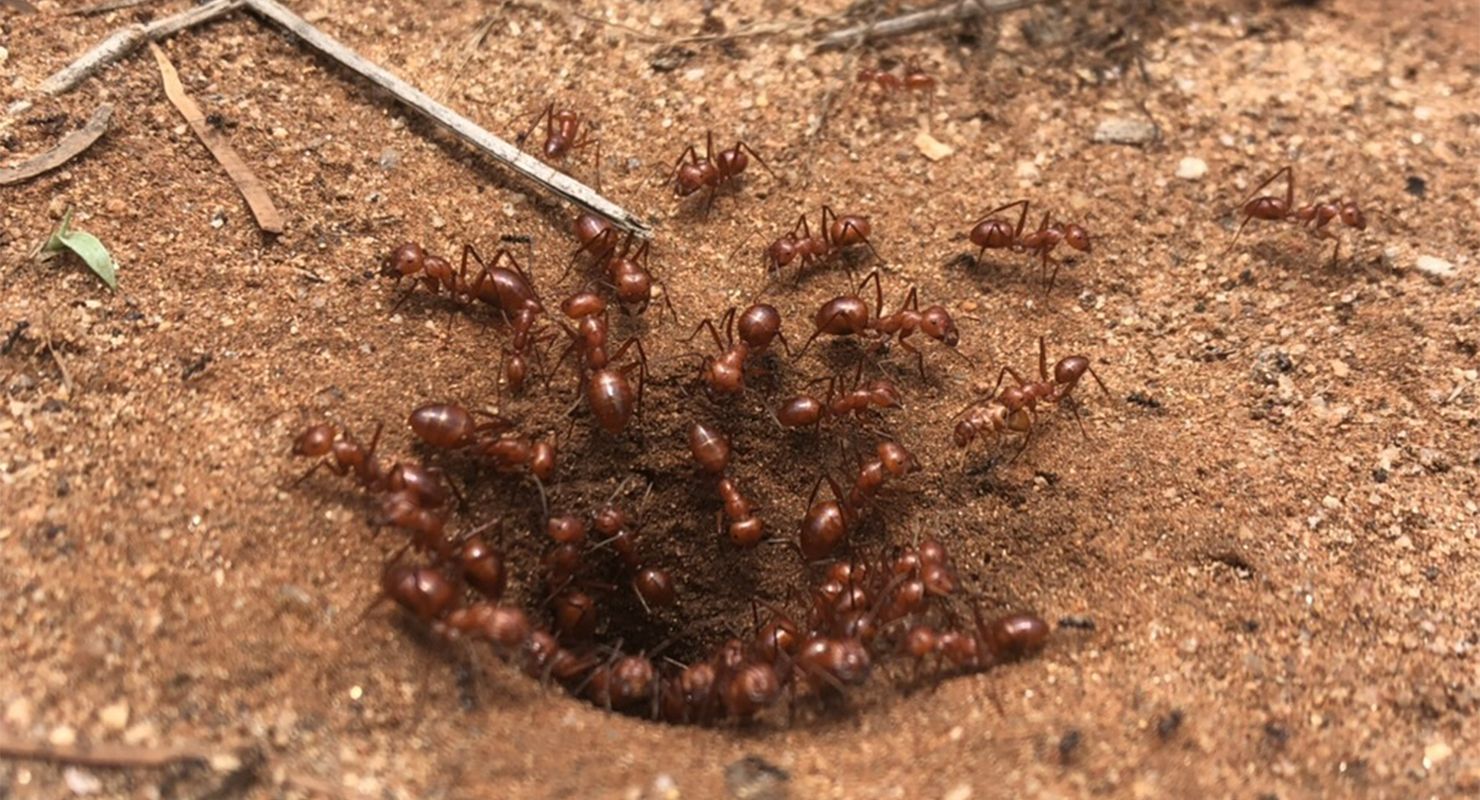 What is this? A centre for ants?