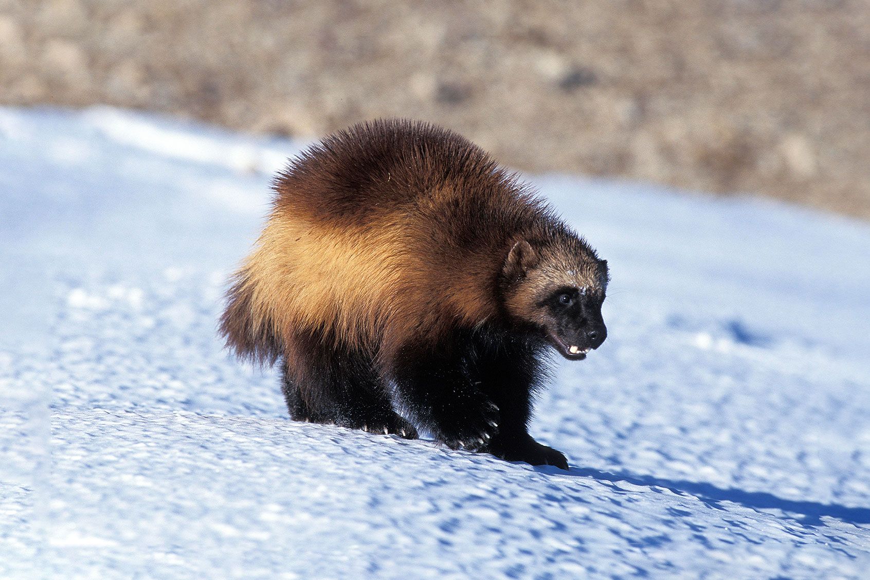 Wolverines listed as threatened species