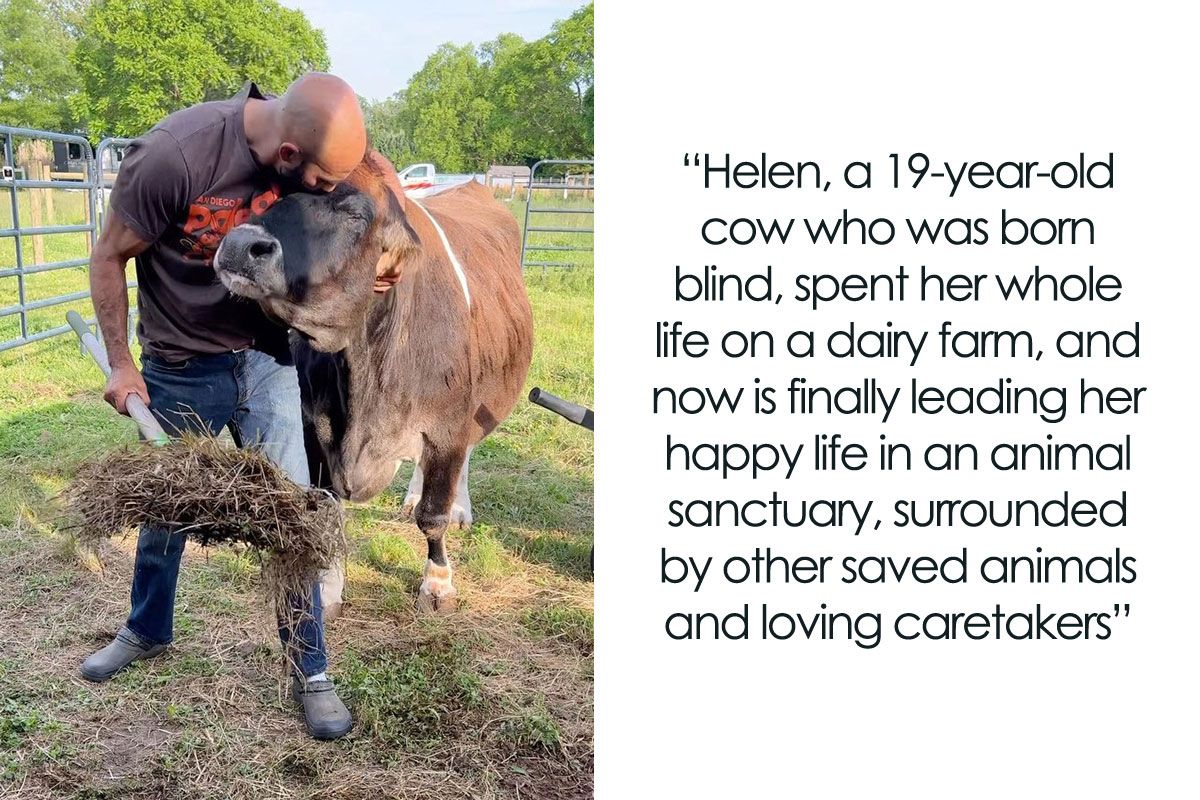 This Blind Cow Can’t Stop Cuddling With The People Who…