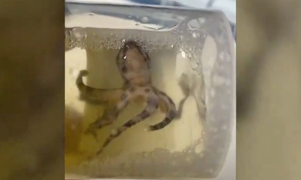 Teen pockets seashell to show niece, ends up fighting…