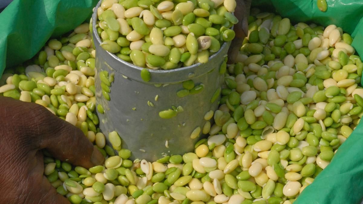 Avarebele mela at National College grounds from…