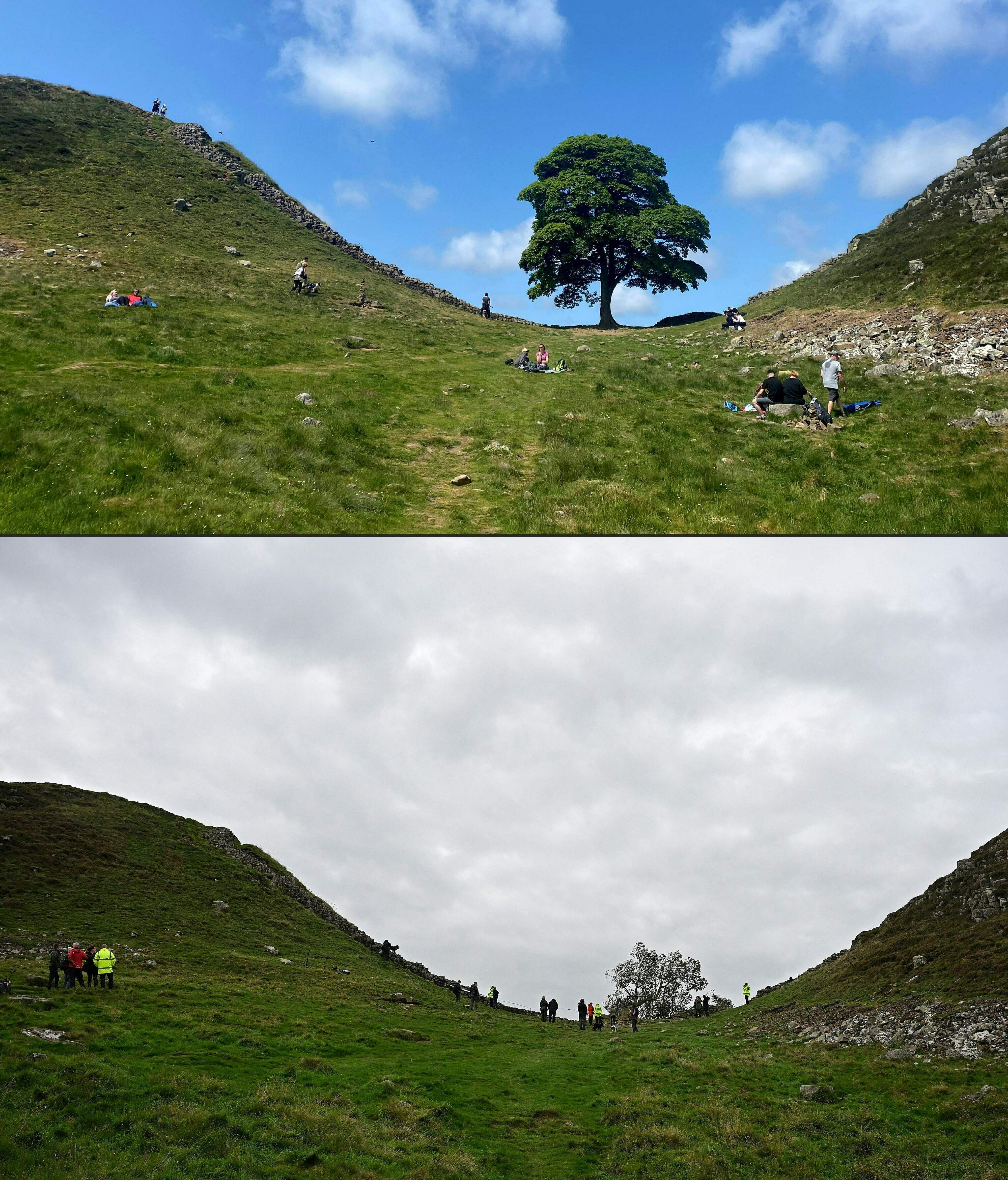 'Signs of life': Sycamore Gap tree will live on,…