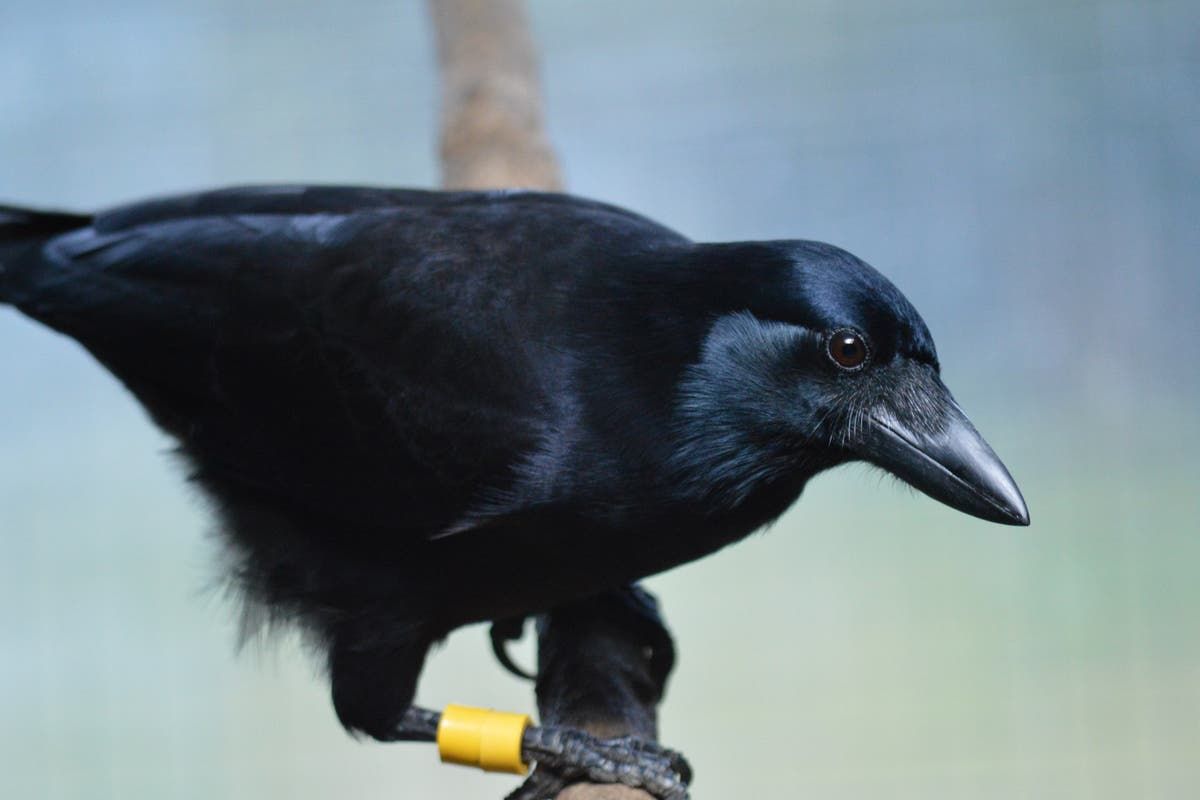 Crows can use self-control to hold out for favourite…